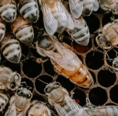 Live Bees | Dry Ridge Bee Supply